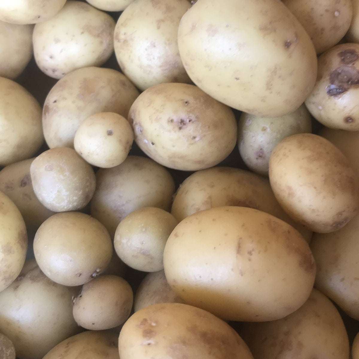 Washed New Potatoes 500g – Crimple Valley Fresh